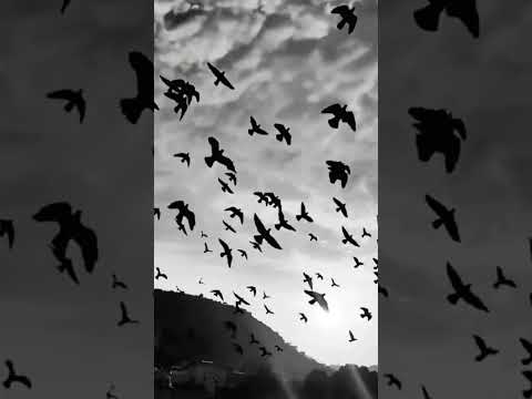 Devrim çelik - Bu tepe pullu tepe #youtube#fyp #love #music #fypシ #keşfet#fypシ゚viral #youtubeshorts 