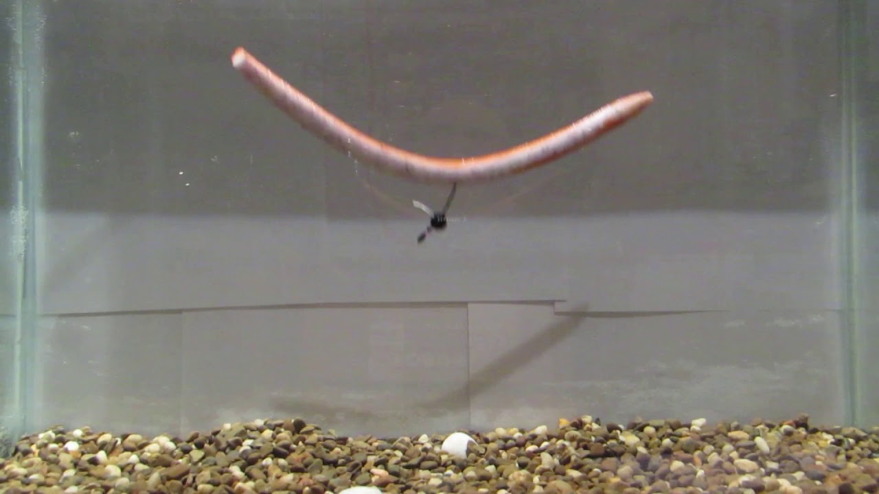 10 inch SLIKO tank test - YouTube