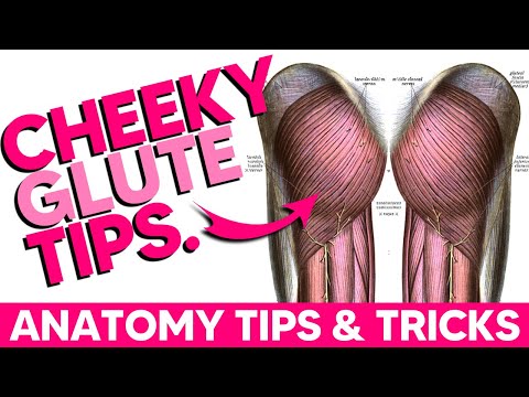 The Glutes│Anatomy Tips, Tricks and Mnemonics