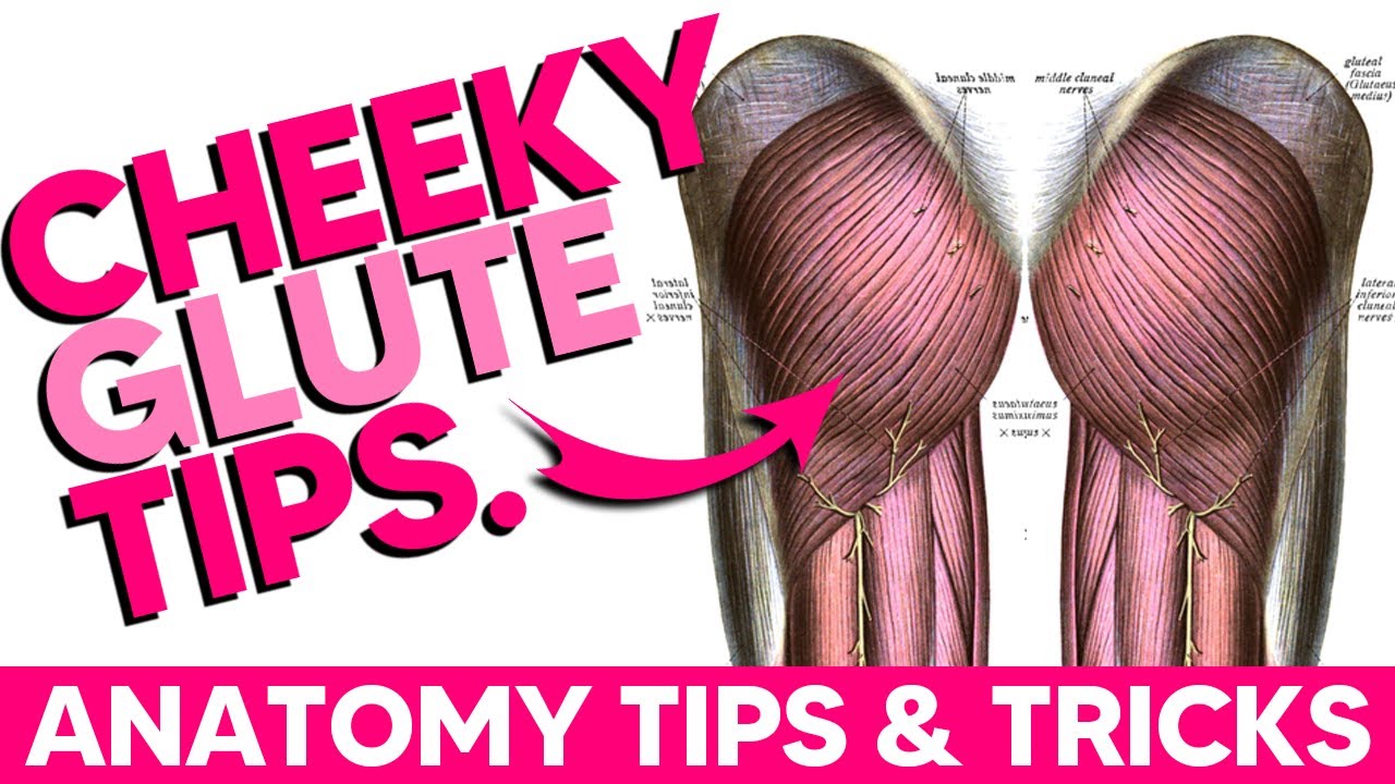 What Is a Butt Crack? The Anatomy of the Intergluteal Cleft - apscience ...