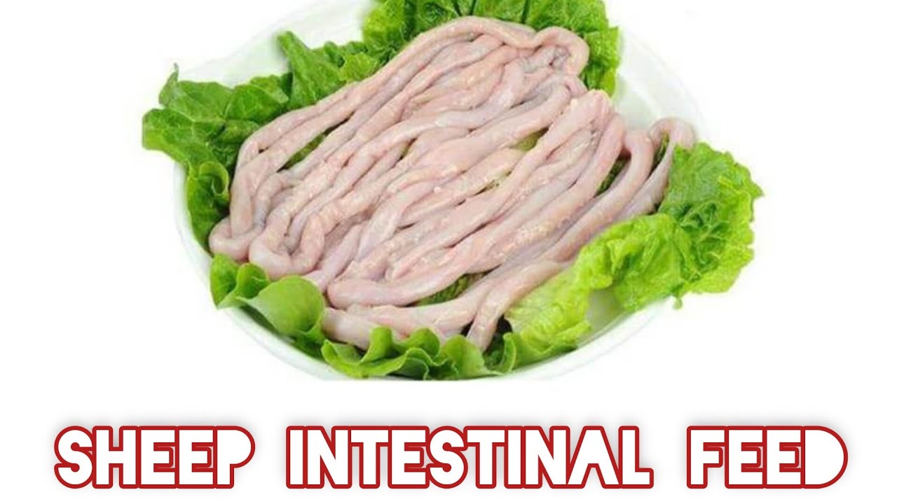 Let's make Sheep intestinal feed - YouTube