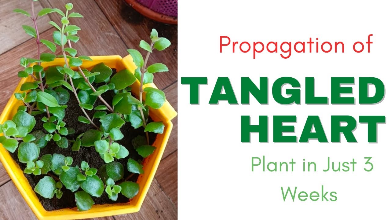 Tangled Heart Plant Propagation in just 3 Weeks - YouTube