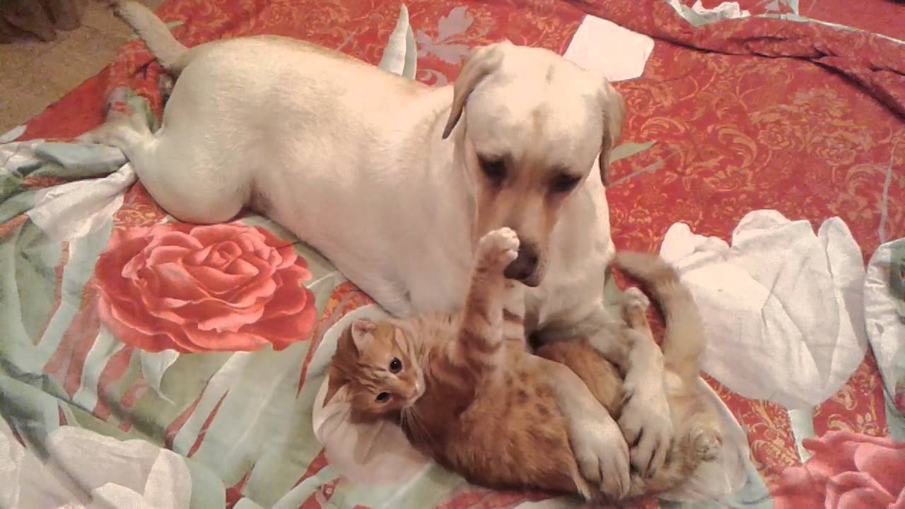 Labrador and cat play - YouTube
