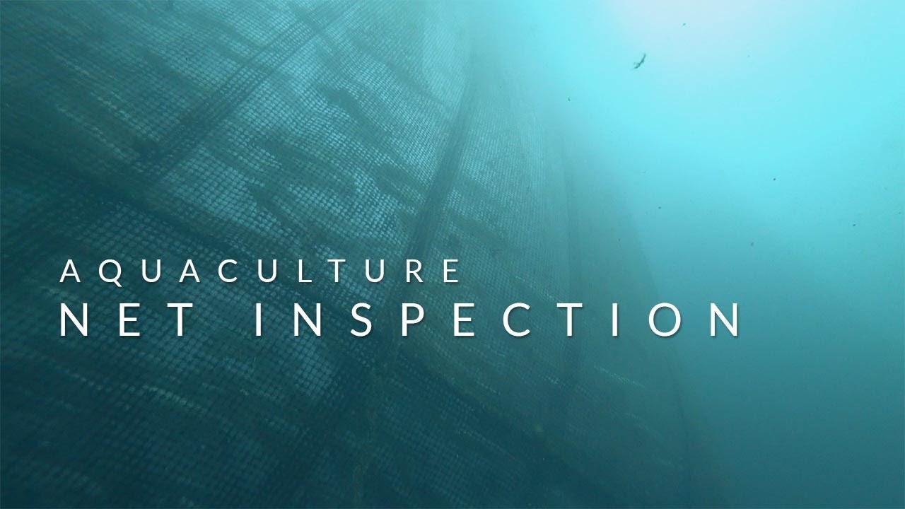 Aquaculture Net Inspection - Underwater ROV - YouTube