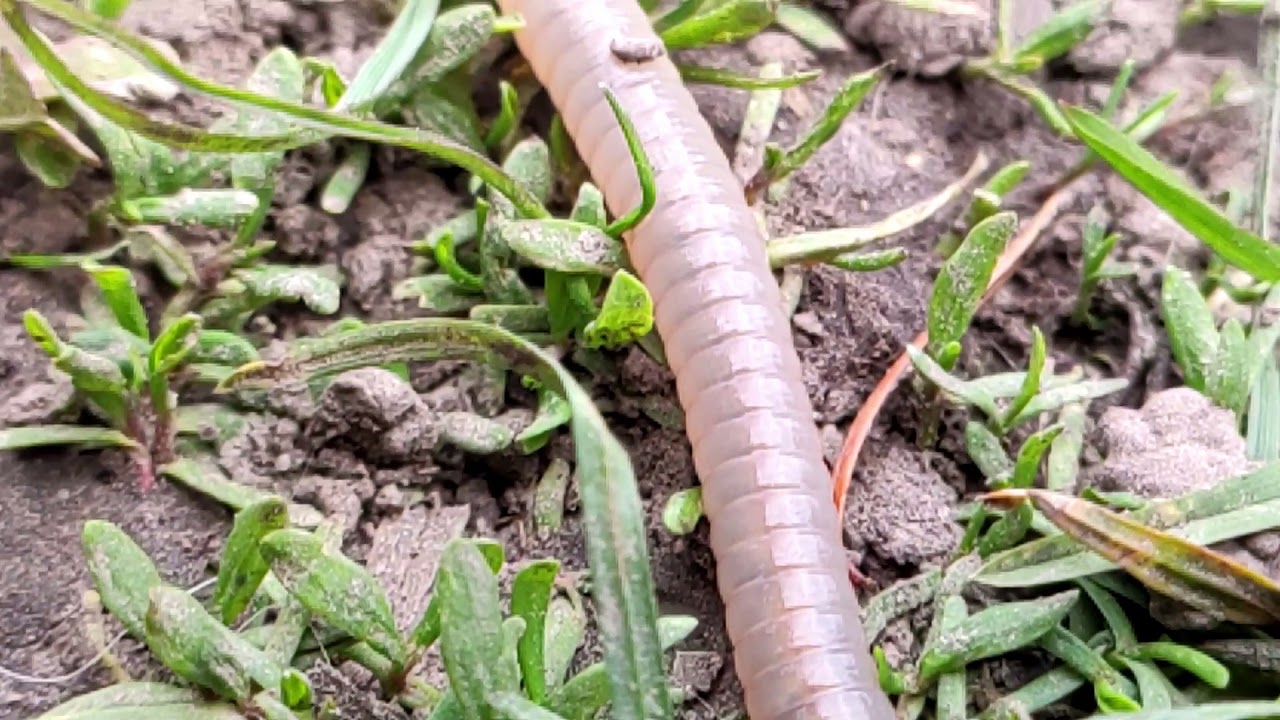 Najdłuższa glizda na świecie (dżdżownica) - YouTube