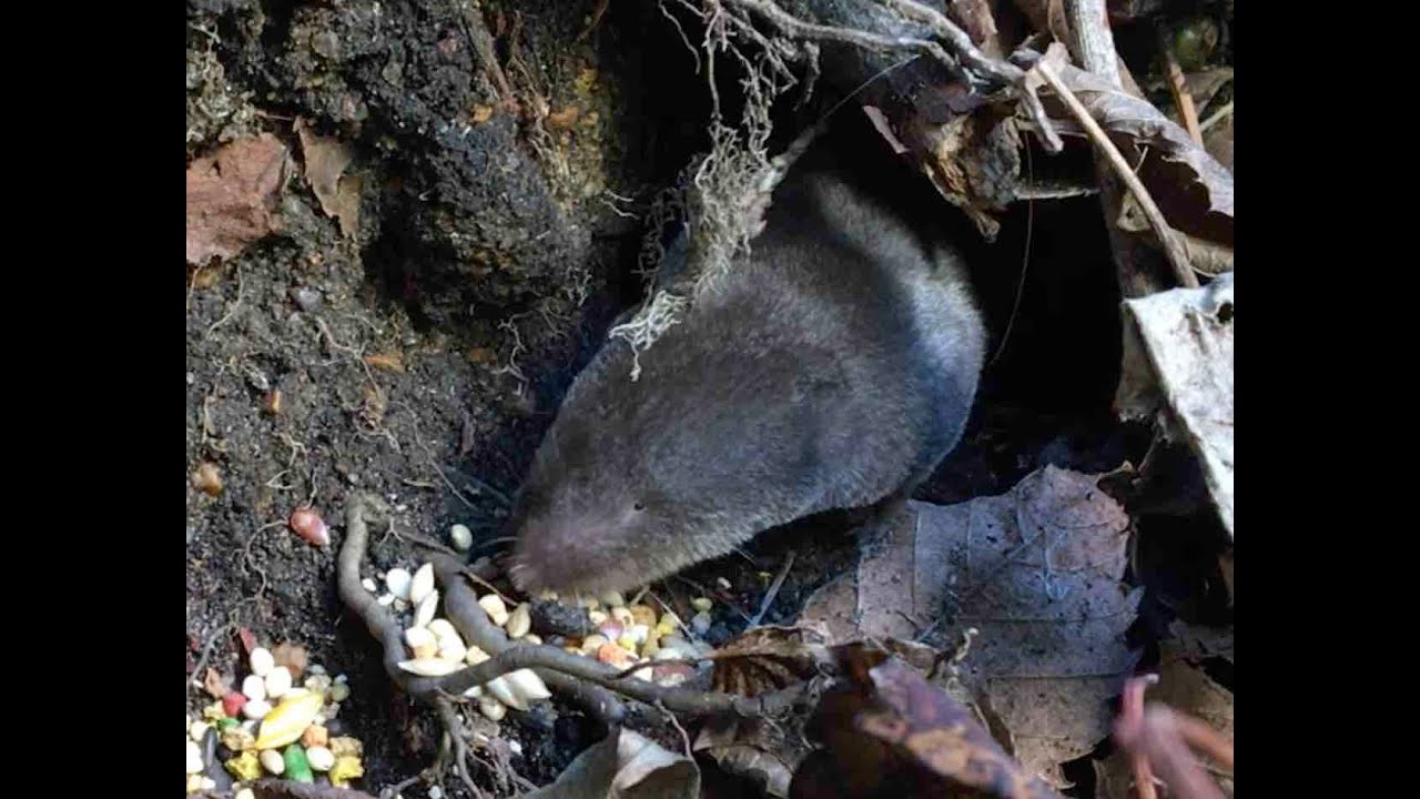 Northern Short-tailed Shrew - Richmond, Virginia - YouTube