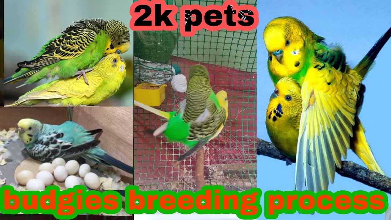 budgies breeding video | budgies mating video| budgies mating call | budgies breeding process # ...