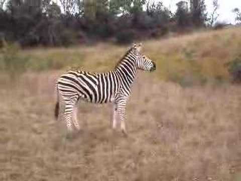 Calling Zebra - YouTube