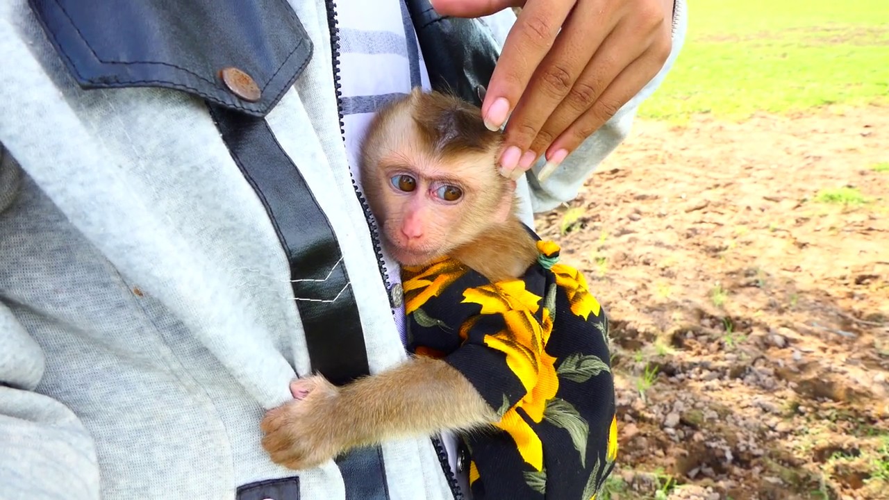 Cute Baby Monkey Katy Screaming Super Loudly Because She Is Afraid PAPA ...