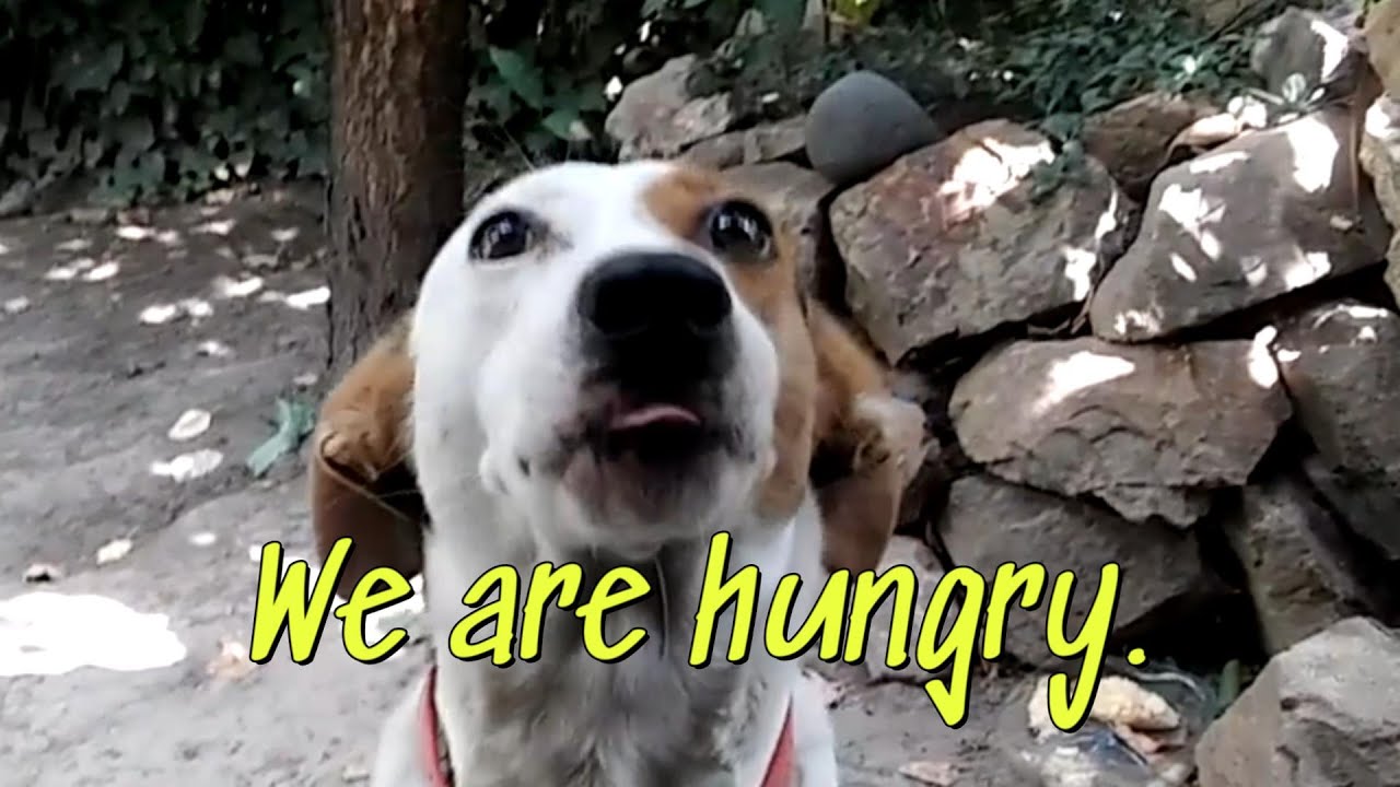 We are hungry - YouTube