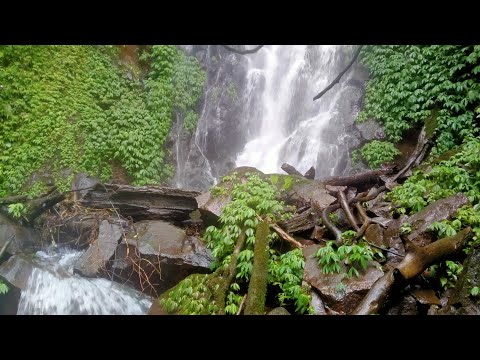 Treking curug ceret lereng gunung Slamet, keindahan di tengah Hutan ...