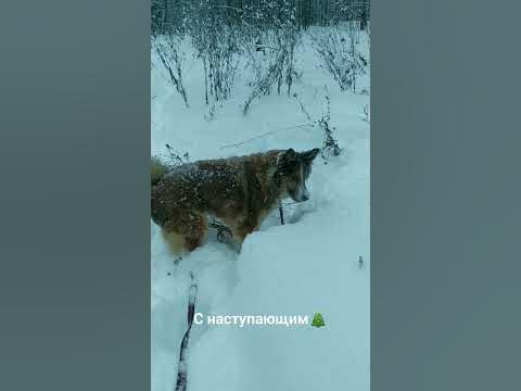 новый год на носу🎄 - YouTube
