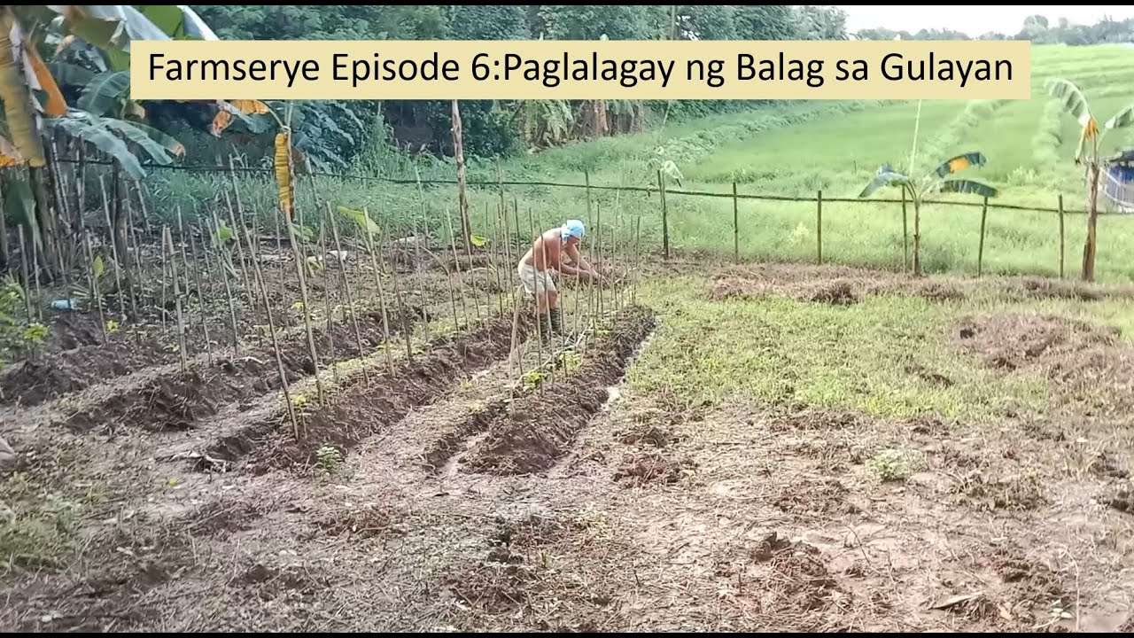 FARMSERYE EPISODE 6: Paglalagay ng Balag sa Gulayan - YouTube