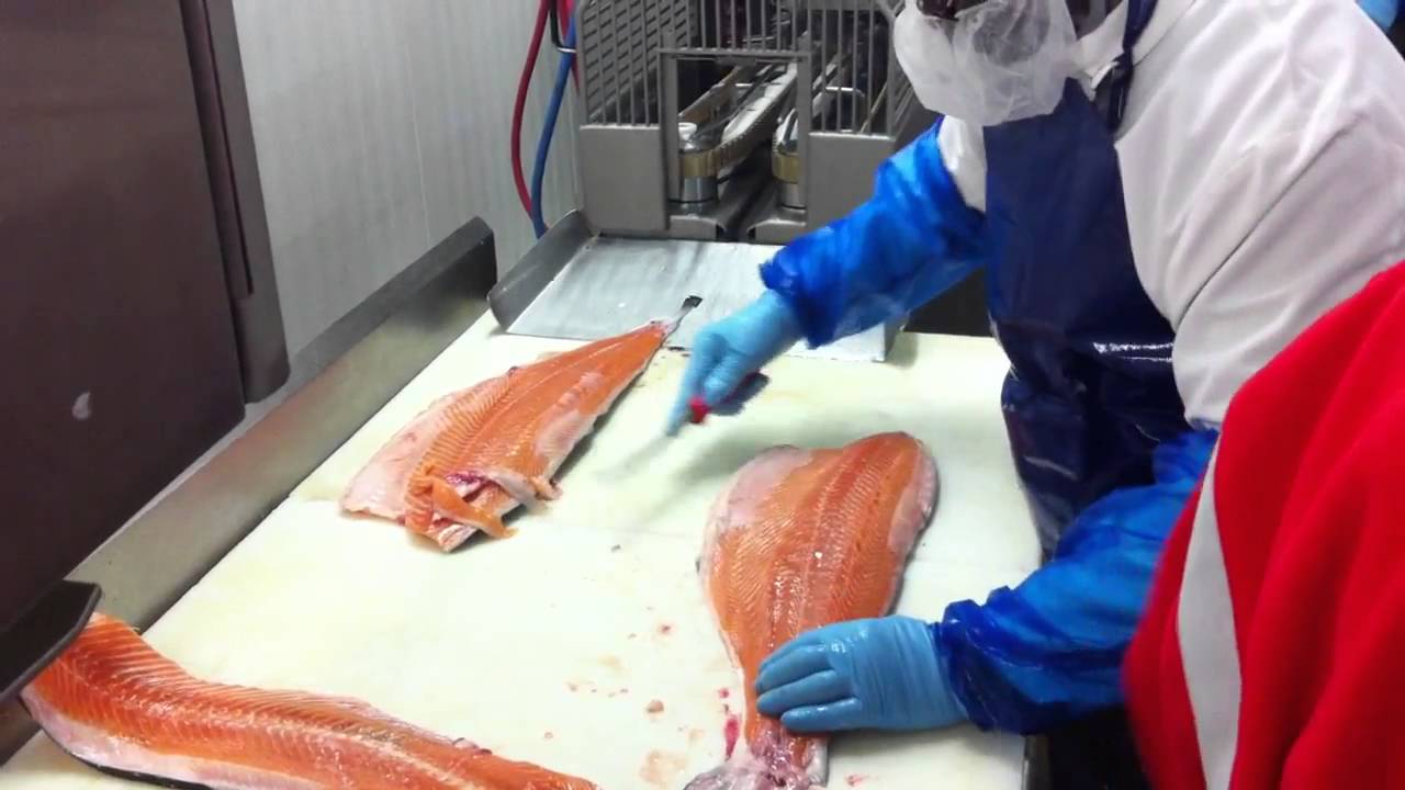 Fish Filet and Pin Bone removal machine - YouTube