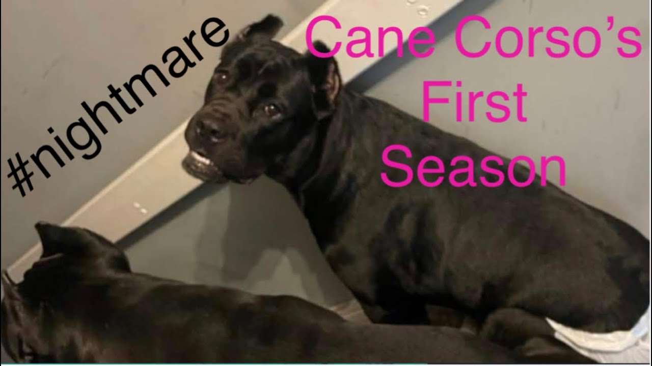 Cane Corso’s first season. - YouTube