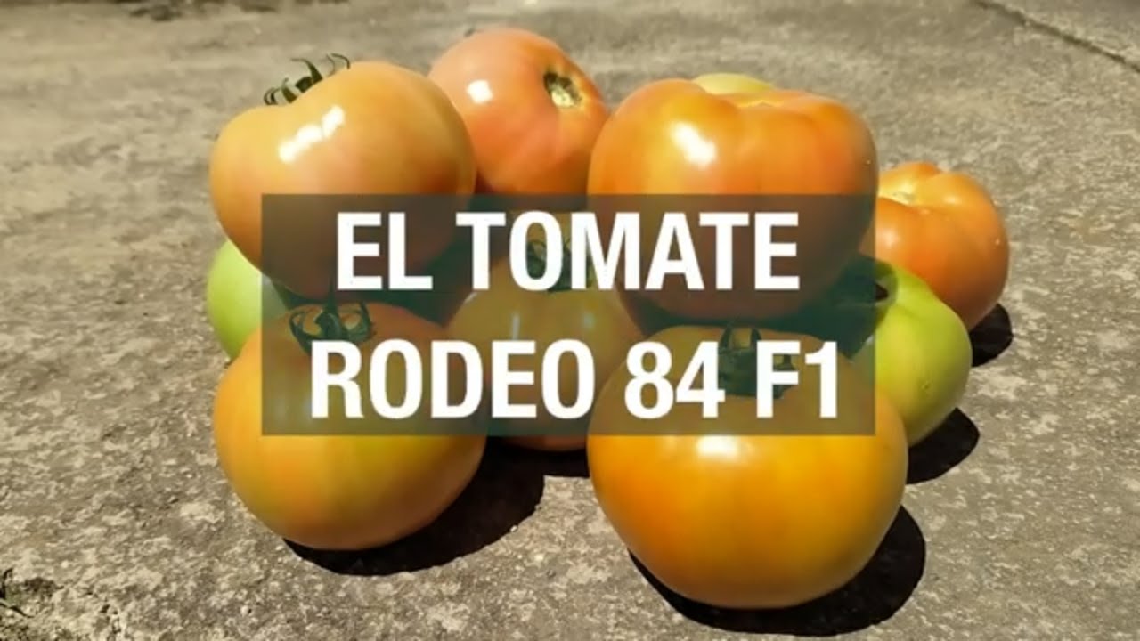 Tomate Rodeo 84 F1 Republica Dominicana - YouTube