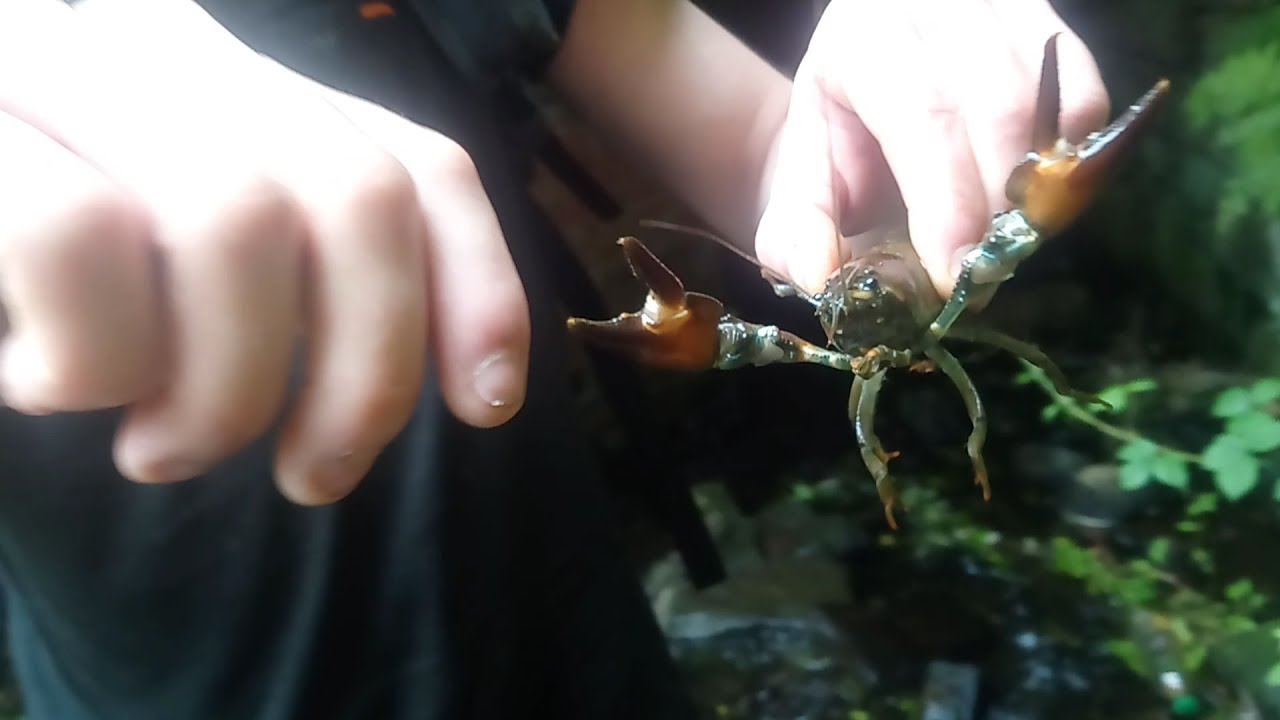 CRAYFISH BITE! - YouTube