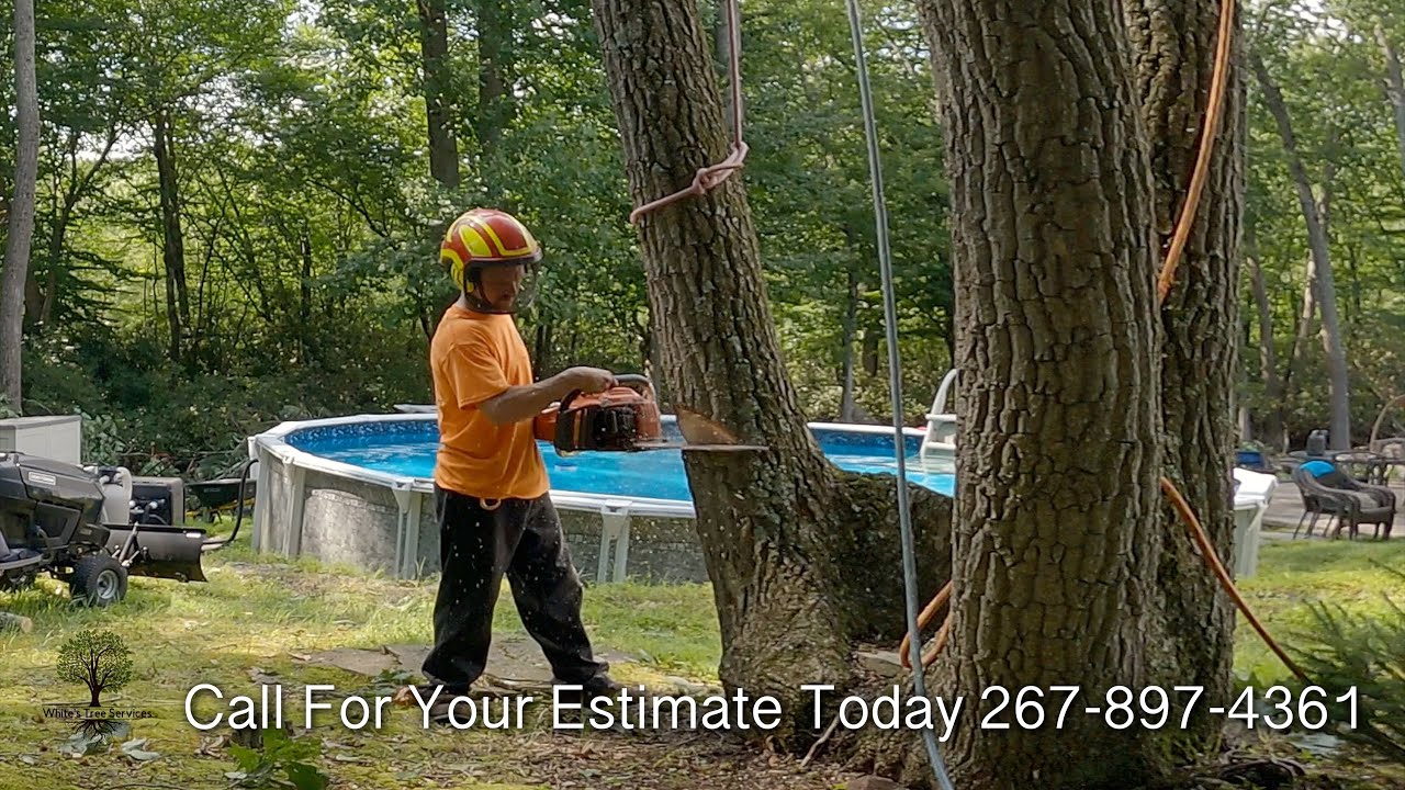 Dropping A Tree At White's Tree Services - YouTube