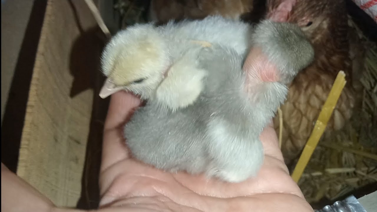 hamari murgi ne unique nangate chicks nikale😊😊😊🥰. Uniquebird7 - YouTube