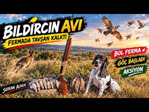 BILDIRCIN VE ÜVEYİK AVI.FERMADA TAVŞAN.BOL FERMA VE EĞLENCE Κυνήγι τρυγονιού και ορτυκιού #hunting