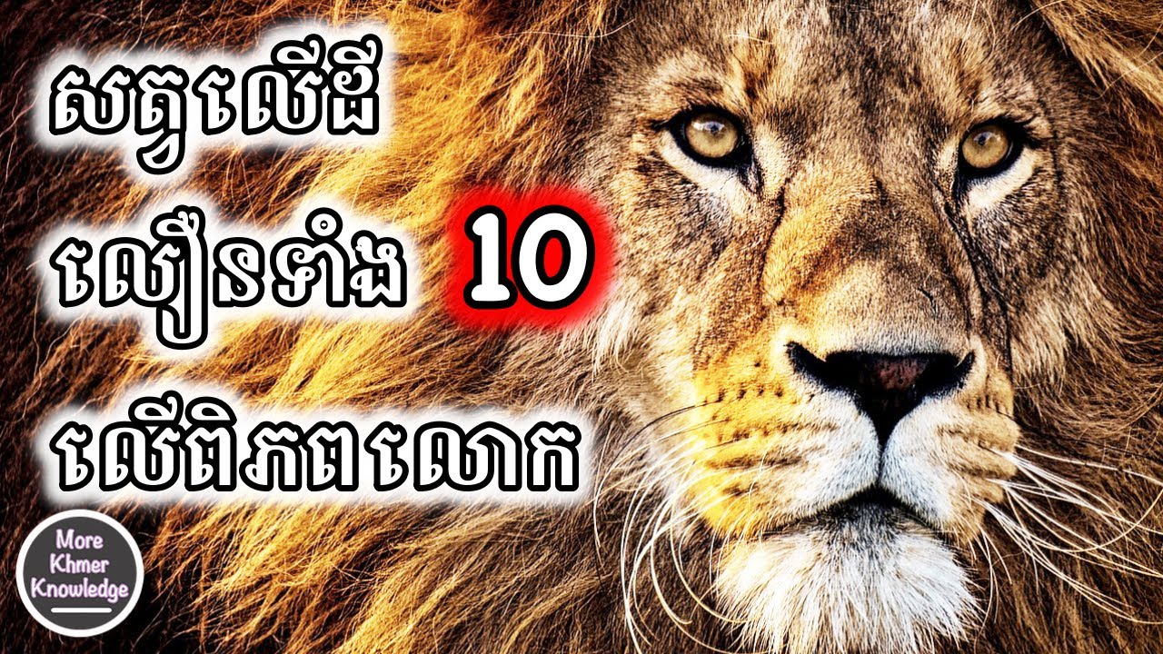 សត្វលើដីលឿនបំផុតទាំងដប់នៅ លើ ពិភពលោក | More Khmer Knowledge | Khmer Video - YouTube