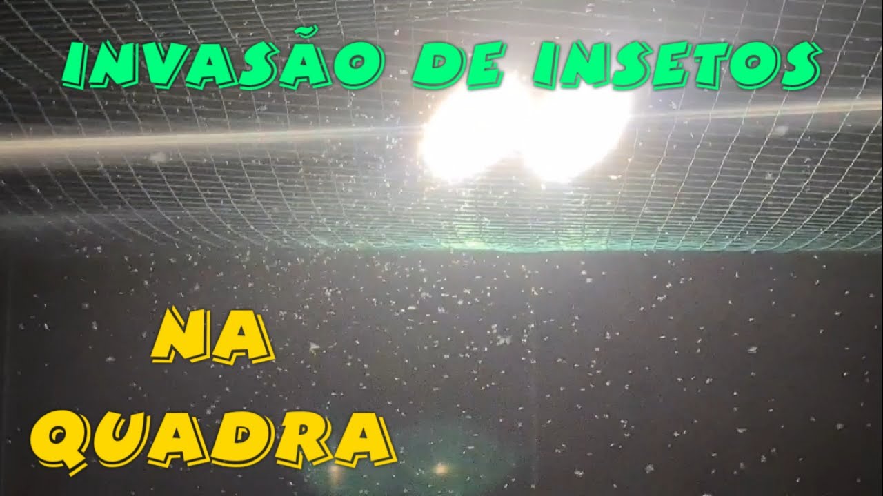 Invasão de insetos na quadra - Siriri - YouTube