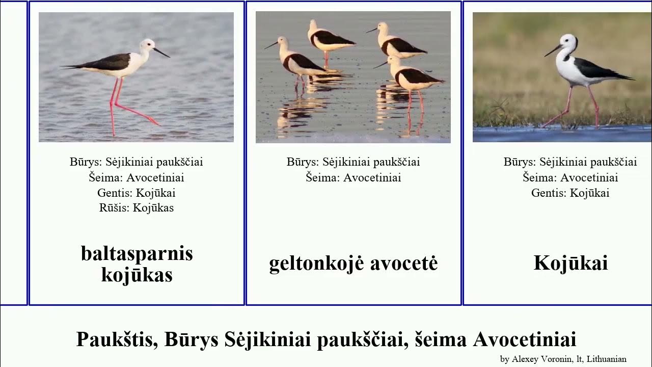 Paukštis, Būrys Sėjikiniai paukščiai, šeima Avocetiniai avocetė kojūkas ...