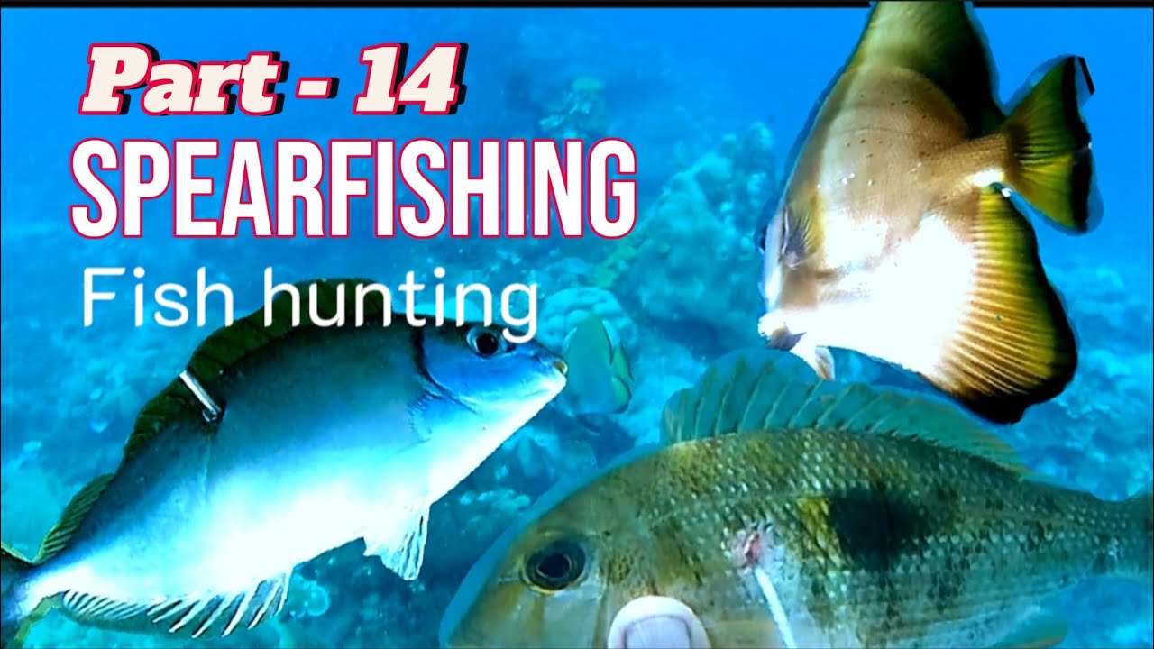 Part - 14. Spearfishing - Fish hunting - YouTube