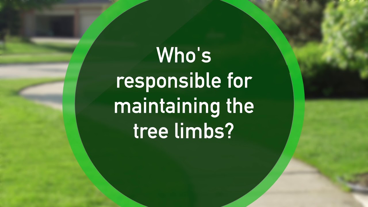 Low-Hanging Tree Limbs - YouTube