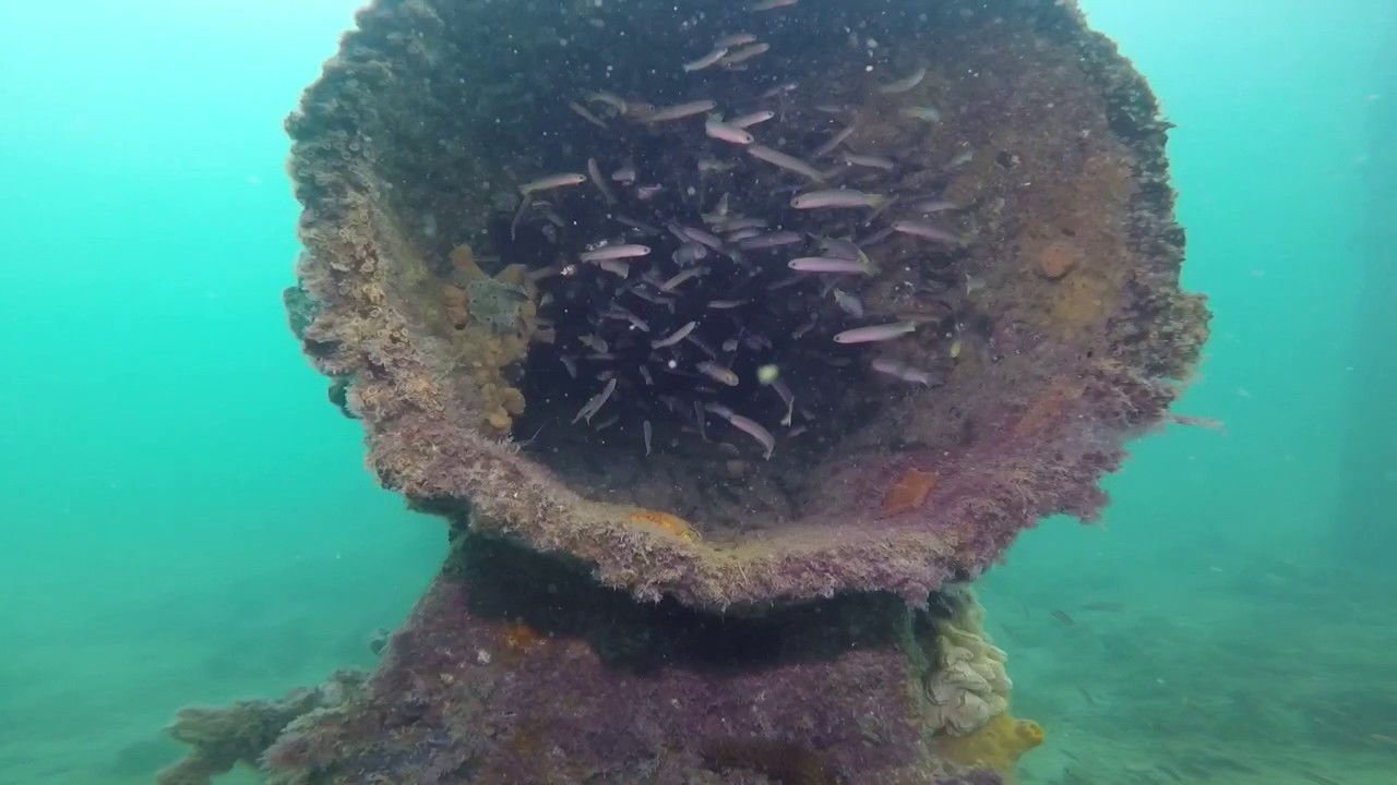 Kingscote Jetty Kangaroo Island dive trip with underwater sports diving ...