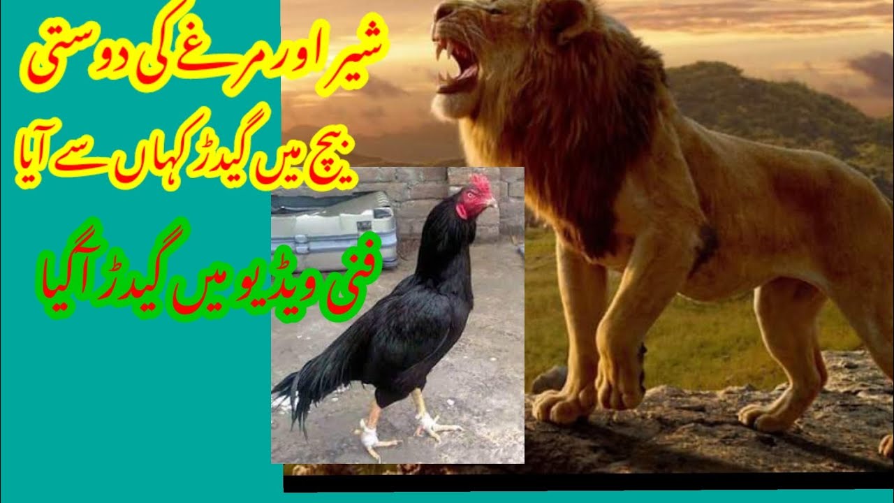 new funny story lion and hen friend ship from hafeez Murshid - YouTube