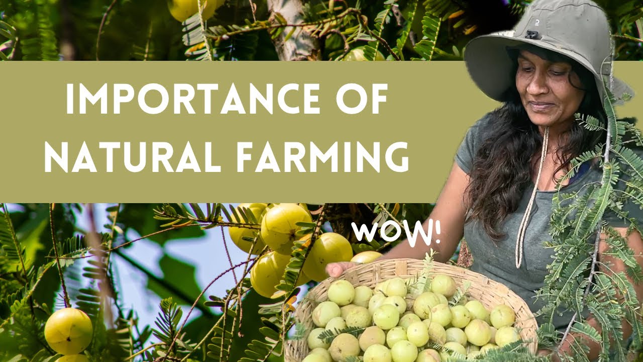 Need of the hour: Importance of Natural Farming - YouTube