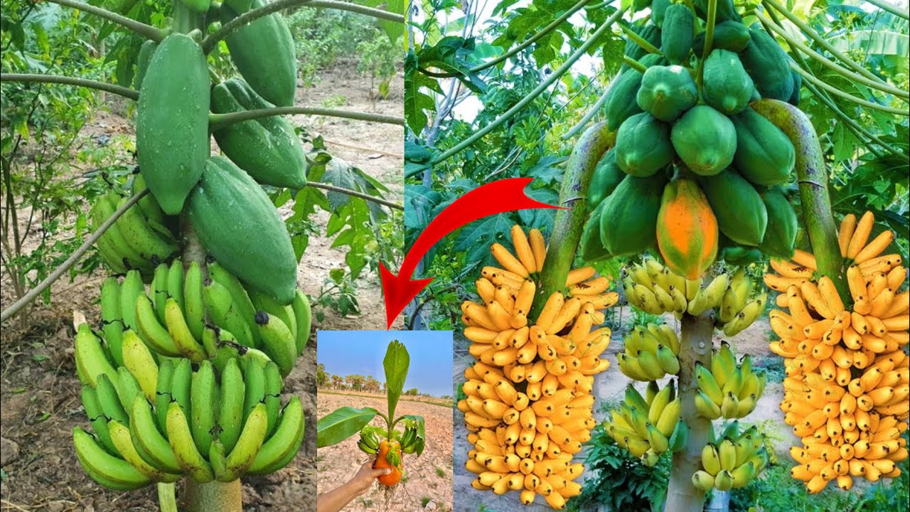 Strange story, papaya tree, banana fruit |How Grafting Papaya with ...