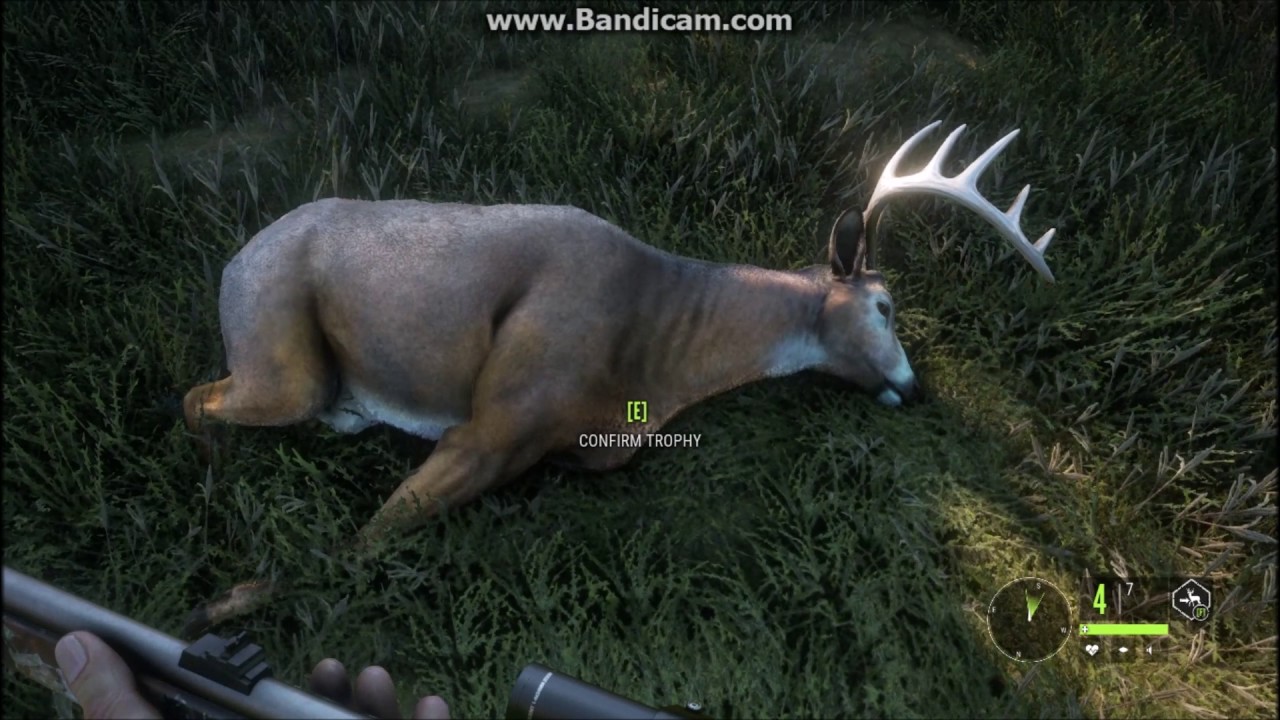 theHunter COTW - Shot Placement - YouTube