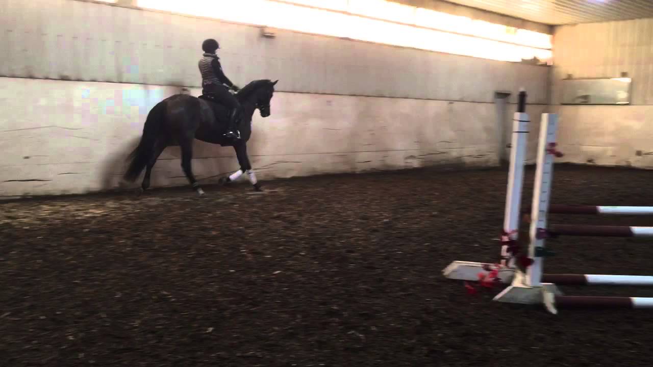 DeNiro Nov working trot - YouTube