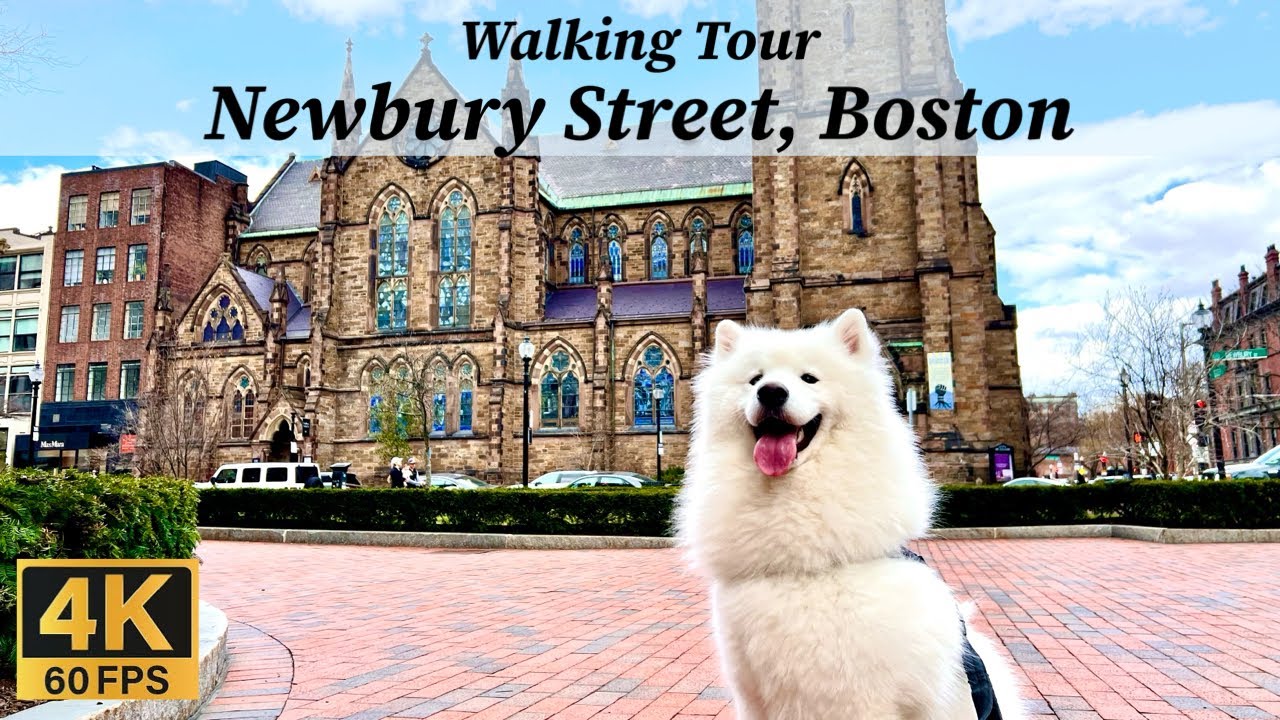 Simba the Samoyed Explores Newbury Street, Boston! - YouTube
