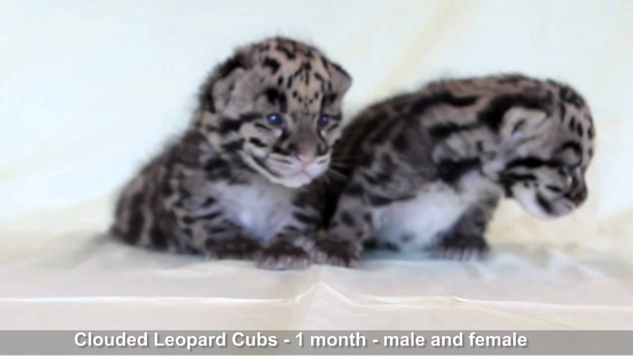 Clouded Leopards at Nashville Zoo - YouTube