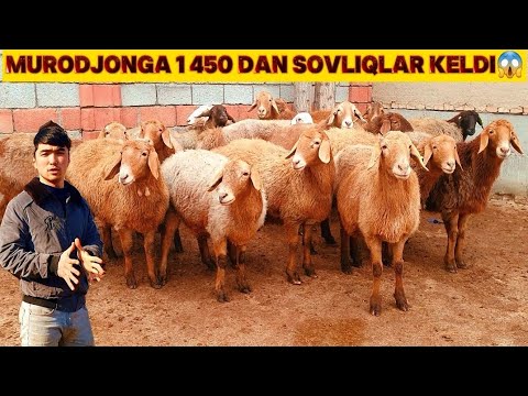 MURODJONGA 1 450 DAN SOVLIQLAR KELDI😱 TEZ KO'RAMIZ - YouTube