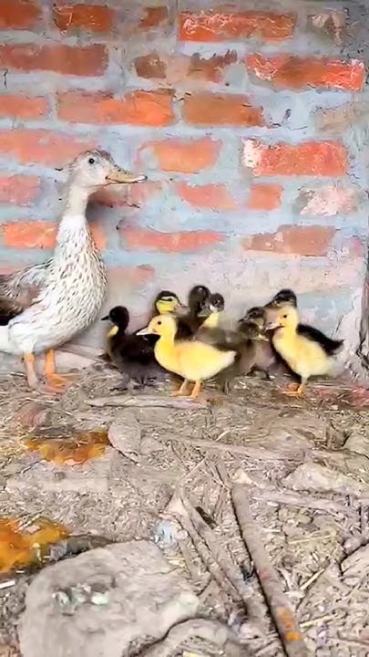 "Quack, Quack!" (duck wants water)#duck #farming #shortsfeed - YouTube