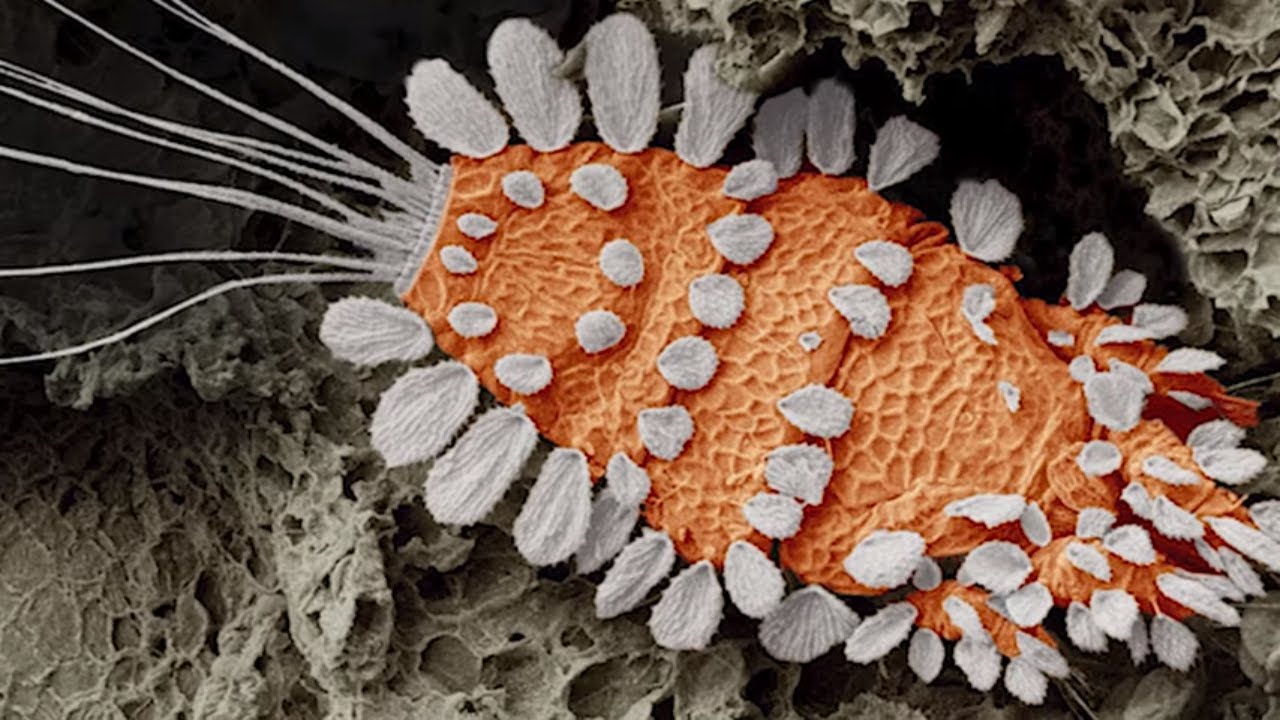 16 Scary Microscopic Monsters - YouTube