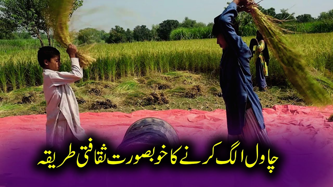 Rice threshing at Village | Village of Punjab Pakistan | Traditional ...