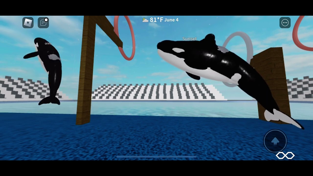 My wild orca stadium!:) - YouTube