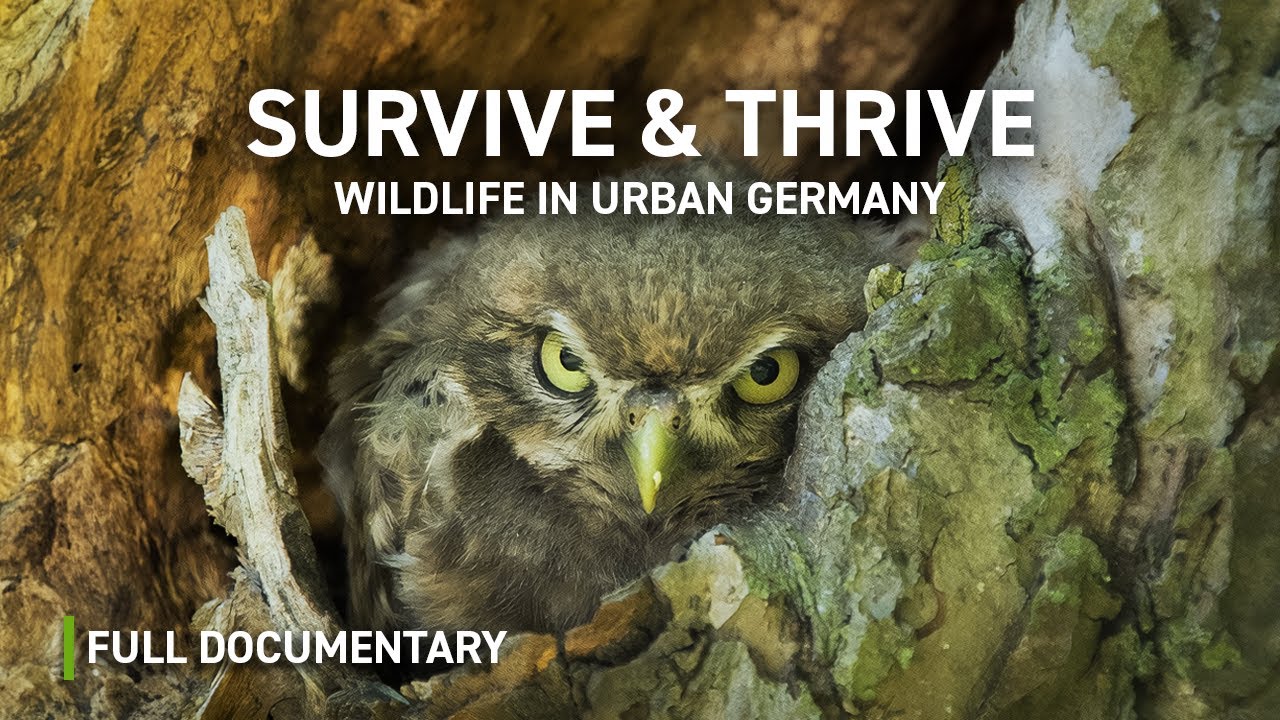 The Ultimate Masters of Survival | Full Nature Documentary - YouTube