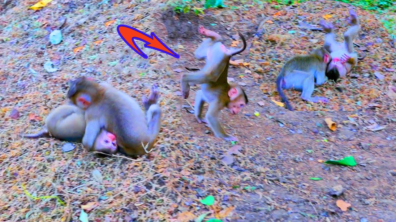 Adorable baby monkey!! Baby happily after playing together with friends ...