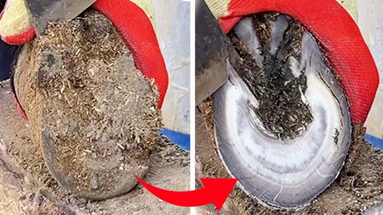 The master repaired the donkey's hoof simply and neatly, unzipped it ...