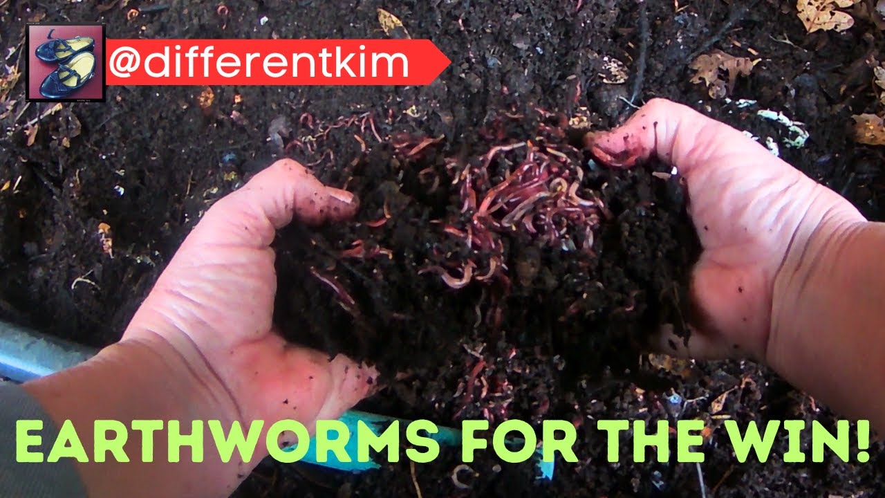 Feeding the EARTHWORMS - The WEEKLY ROUTINE - Best Worms Ever! - YouTube