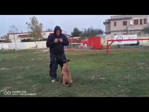 Red devil gun - YouTube