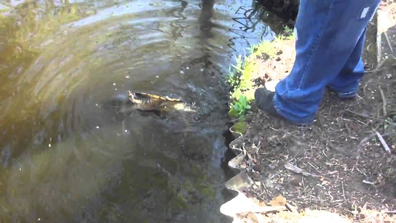 Caught snapping turtle at kirkwood Lake, NJ - YouTube
