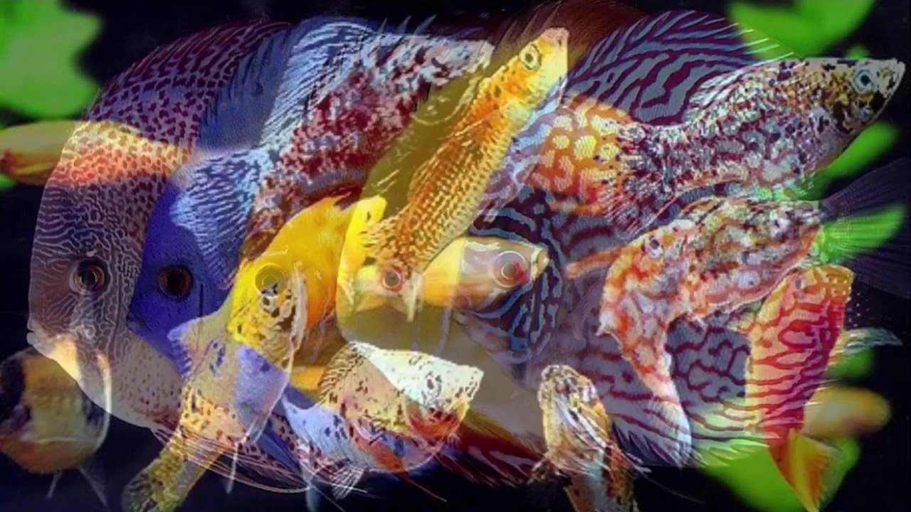 Angel Fish tank mates - YouTube