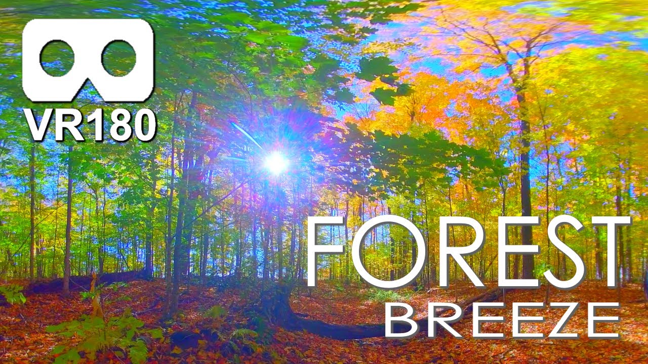 Forest Breeze: Forget Your Troubles for 10 Minutes In An Autumn Forest ...